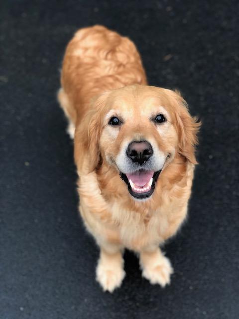 Legacy Farm Goldens in Virginia | Golden Retriever puppies | Good Dog