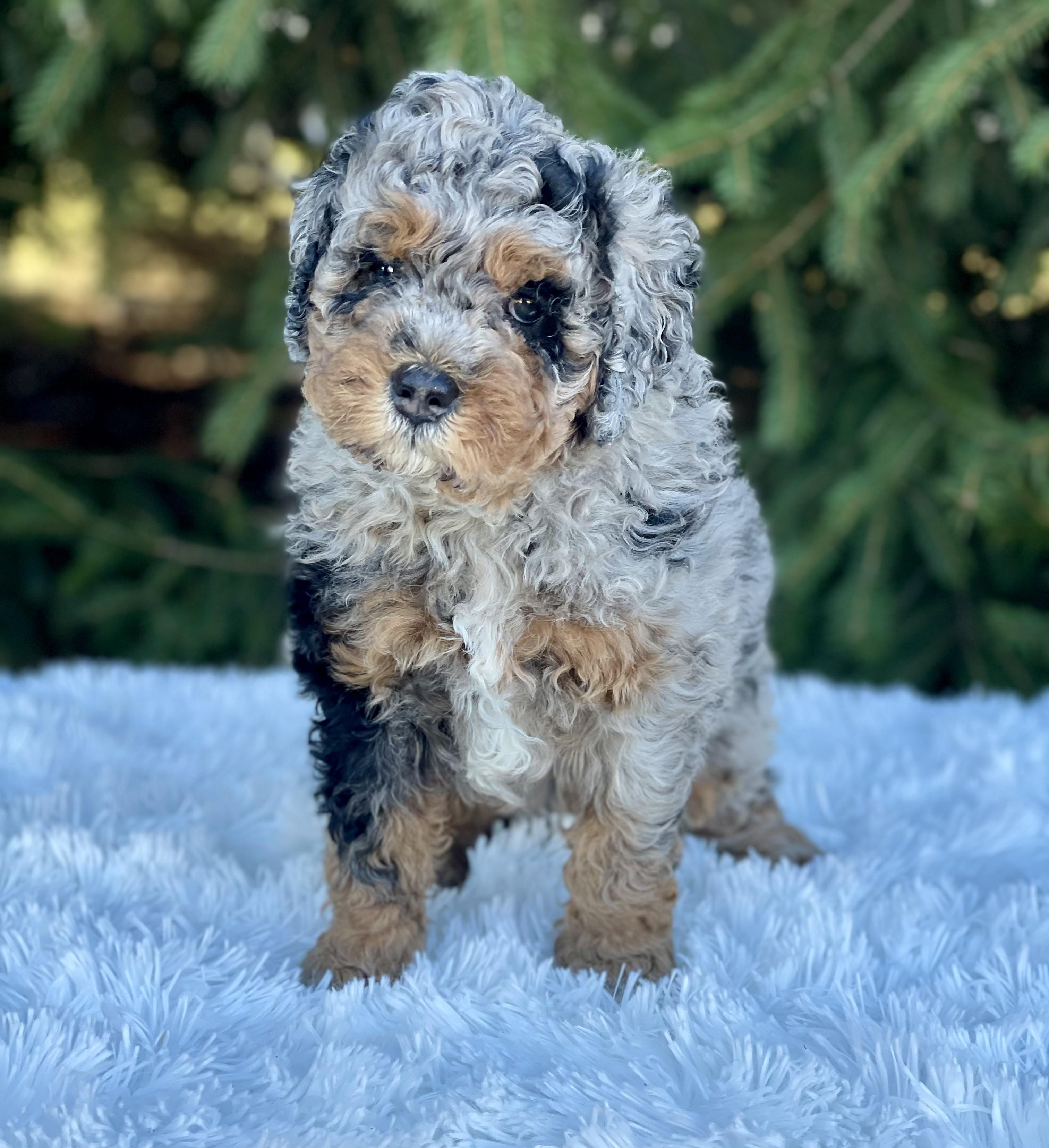 Farmland Doodles in Indiana | Bernedoodle and Goldendoodle puppies ...