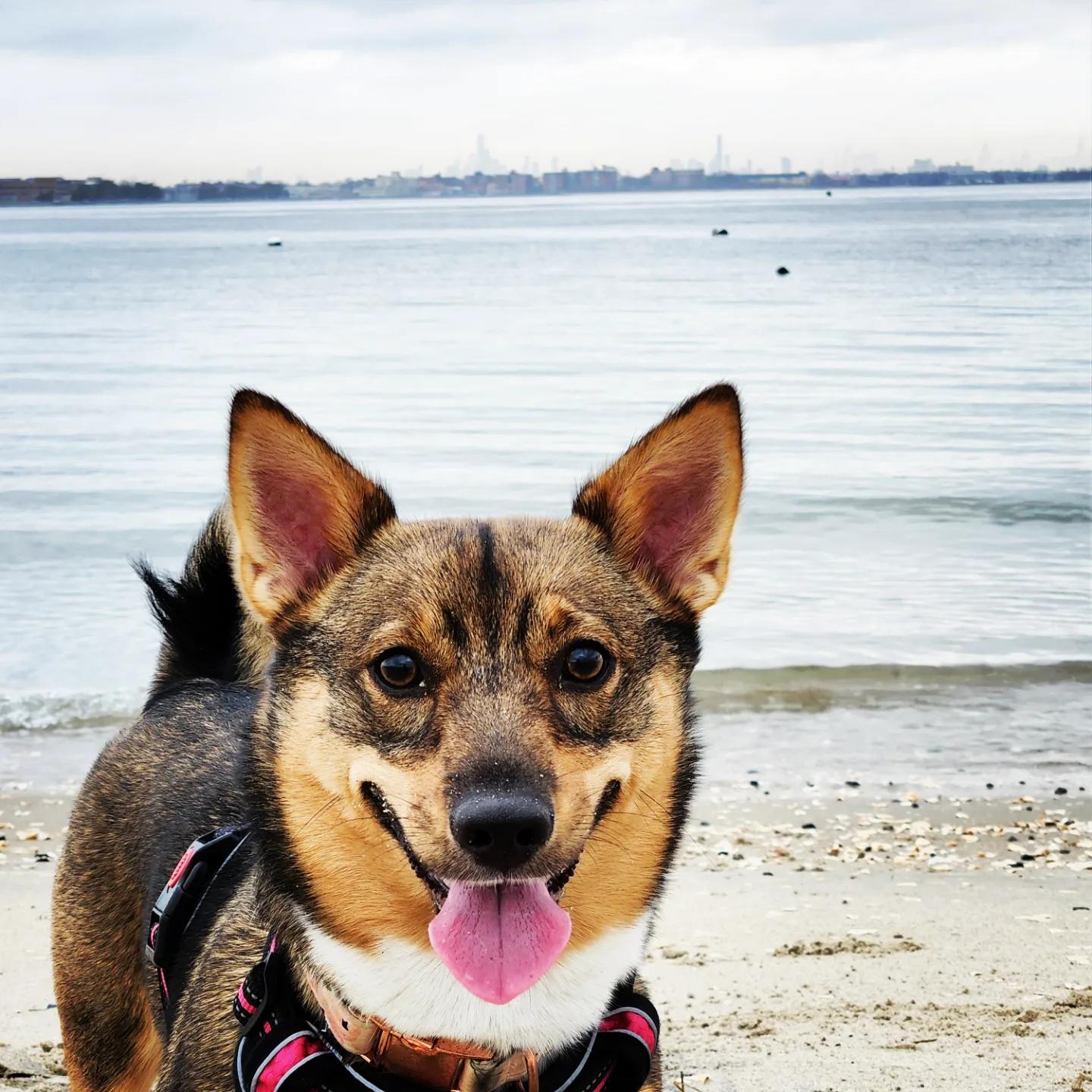 Castle Gnome Swedish Vallhunds in New York | Swedish Vallhund puppies ...