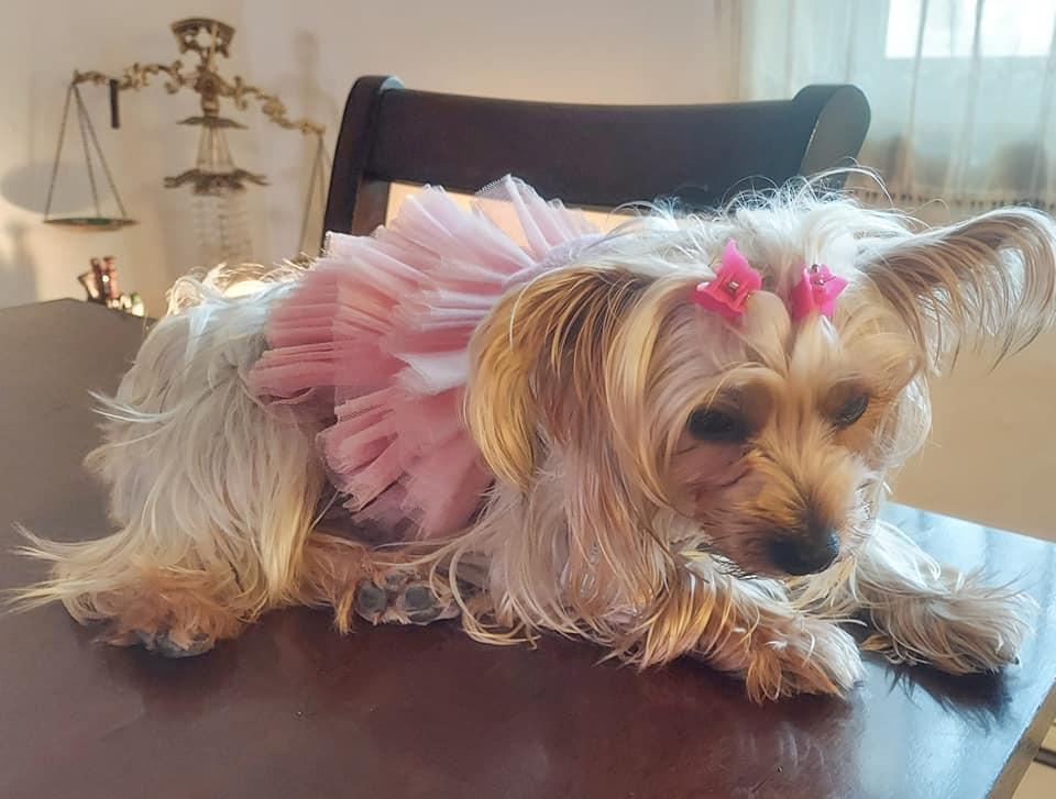 Sandy's Yorkies in Connecticut | Yorkshire Terrier puppies | Good Dog
