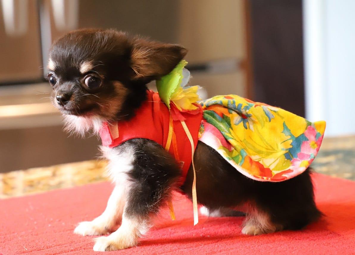 Dralion Chihuahuas in New York | Chihuahua puppies | Good Dog
