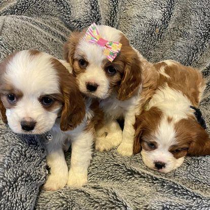 Cuddly Cavapoos in Oklahoma | Cavapoo and Aussiedoodle puppies | Good Dog