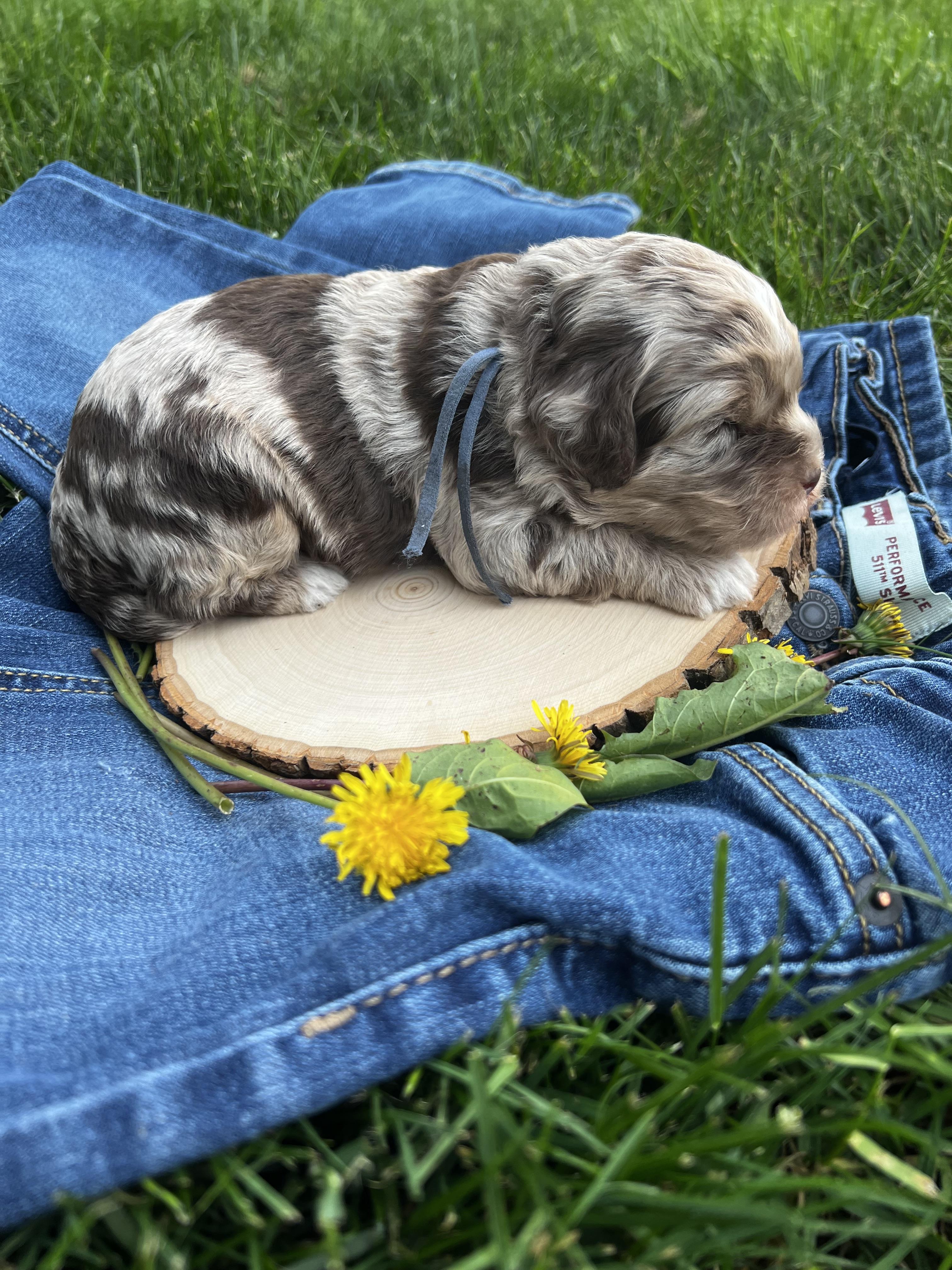 Dandelion Lane Doodles in Michigan | Goldendoodle puppies | Good Dog