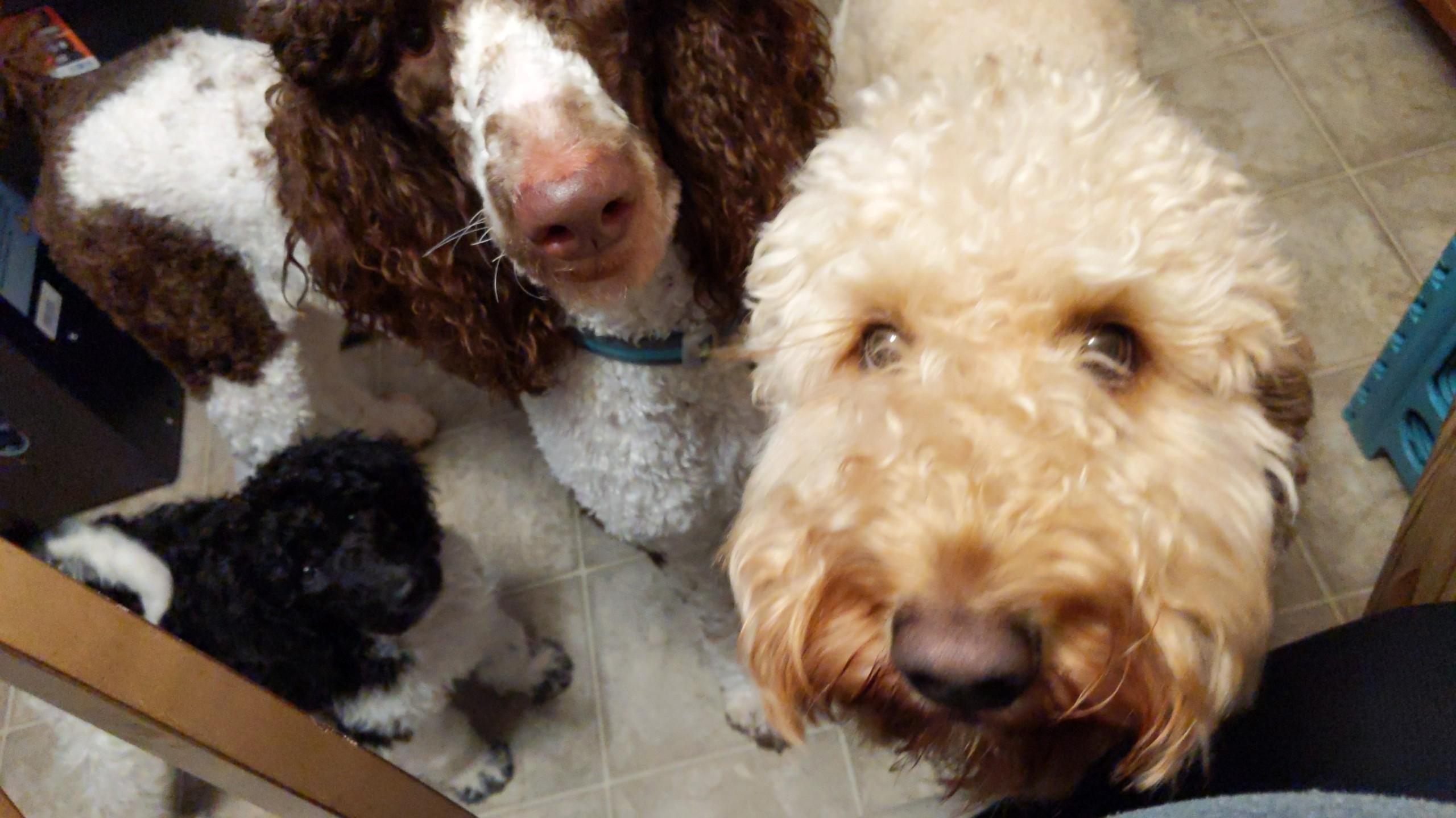 Carolina Doodles in North Carolina | Goldendoodle puppies | Good Dog