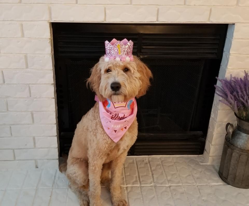 Gray Doodles in Texas | Goldendoodle, Aussiedoodle or Pyredoodle ...