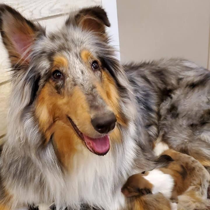 Sweet Southern Collies in Tennessee | Collie puppies | Good Dog