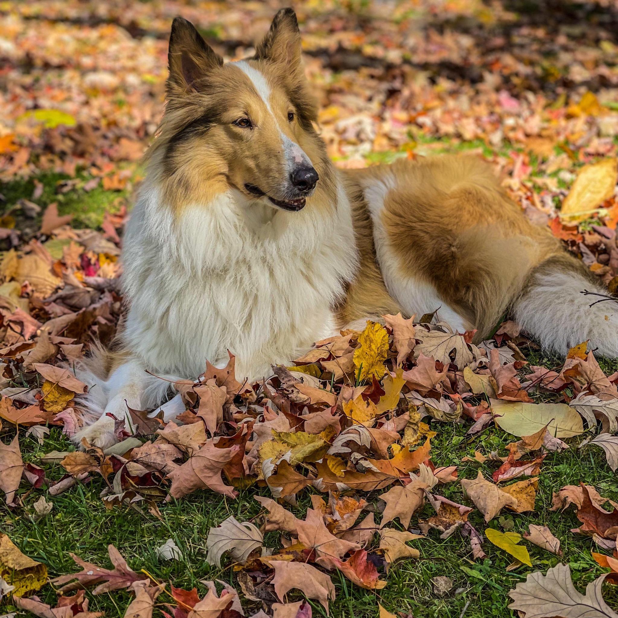 Puppy Dog City in Kentucky | Collie and Yorkshire Terrier puppies ...