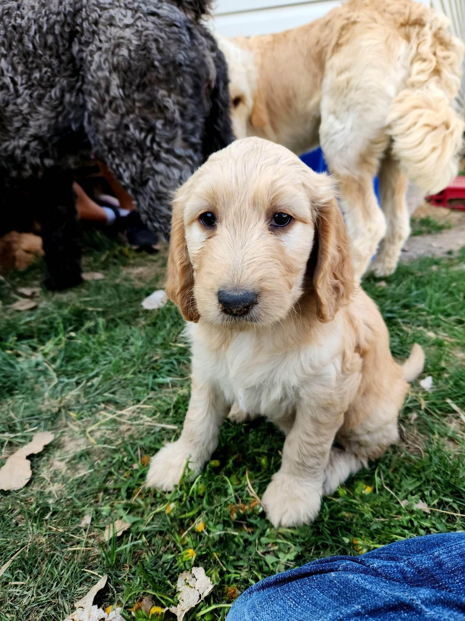 Killian's Doodles in Idaho | Goldendoodle puppies | Good Dog