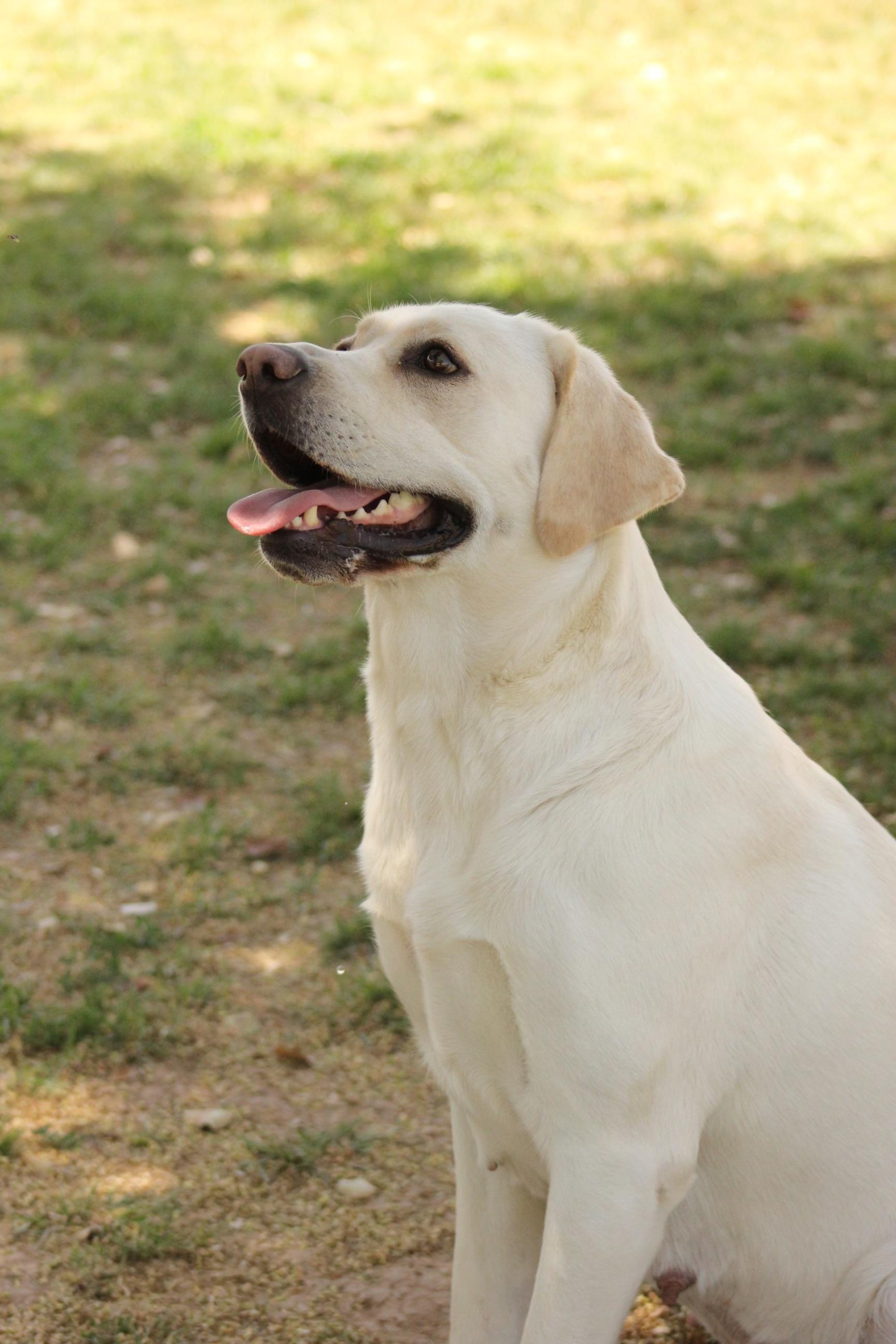 Mad Rabbit Labradors in Arizona | Labrador Retriever puppies | Good Dog