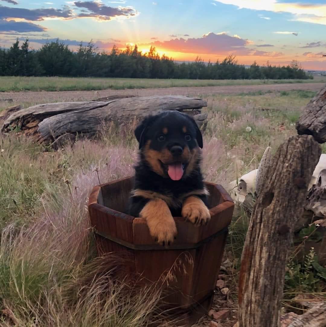 Brenda's Rottweilers in Colorado | Rottweiler puppies | Good Dog