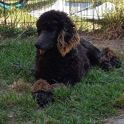 Miss Vickie’s Poodles in South Carolina | Poodle puppies | Good Dog