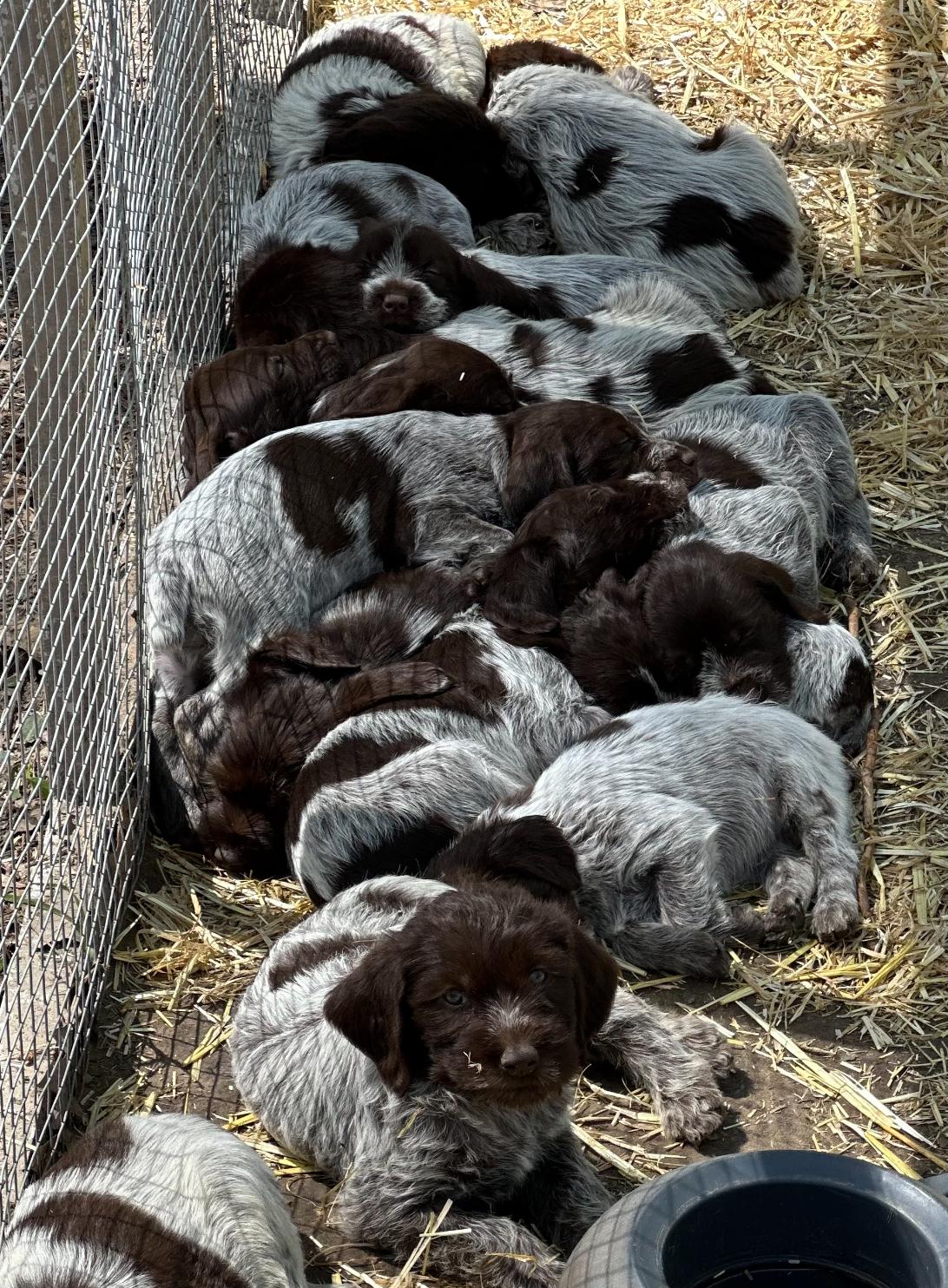 AndersonK9Kennels Bayou Beards in Texas | Wirehaired Pointing Griffon ...