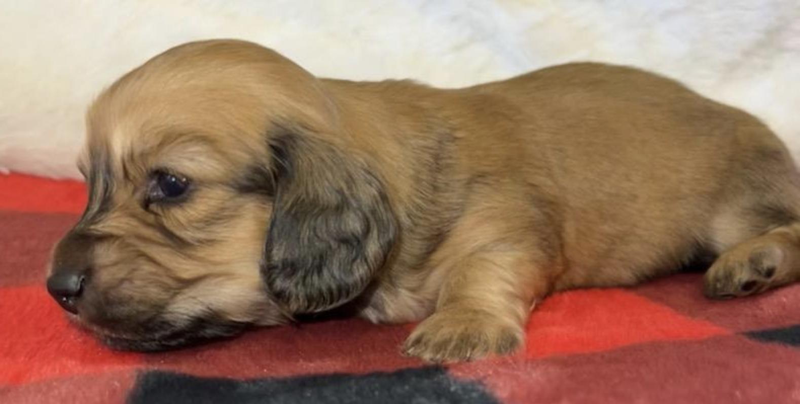 Precious Little Lap Babies in Alabama | Dachshund puppies | Good Dog