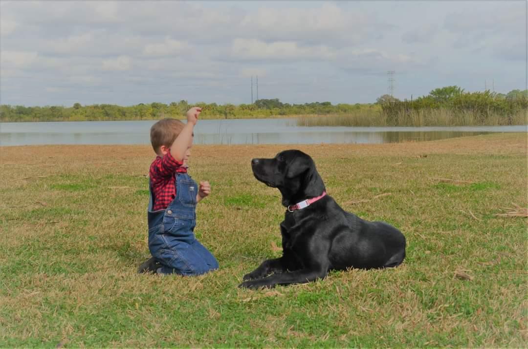Harrison's Lakeside Labradors LLC in Florida | Labrador Retriever ...