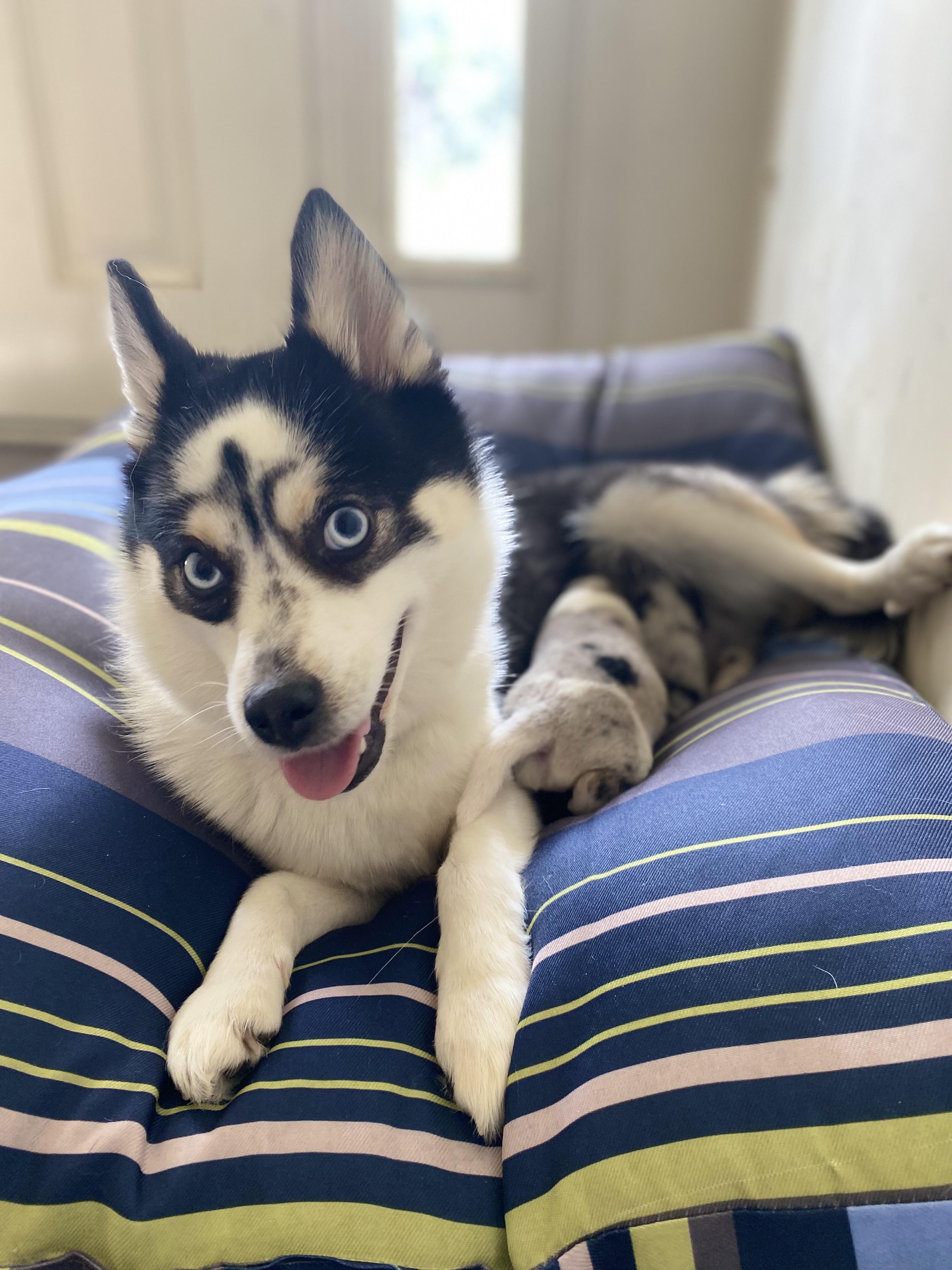 The Pomsky‘s Palace in Pennsylvania | Pomsky puppies | Good Dog