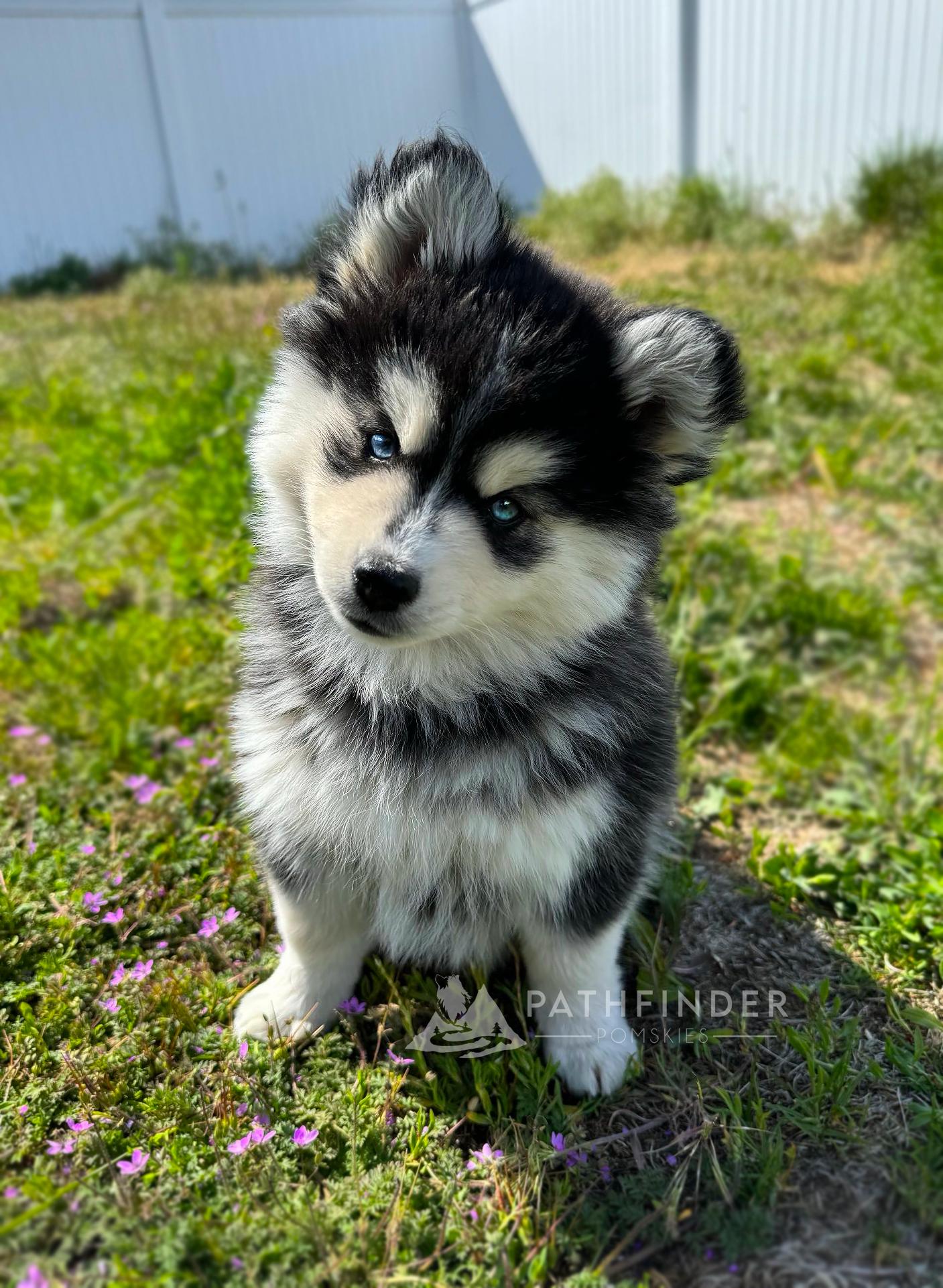 Pathfinder Pomskies in Washington | Pomsky puppies | Good Dog
