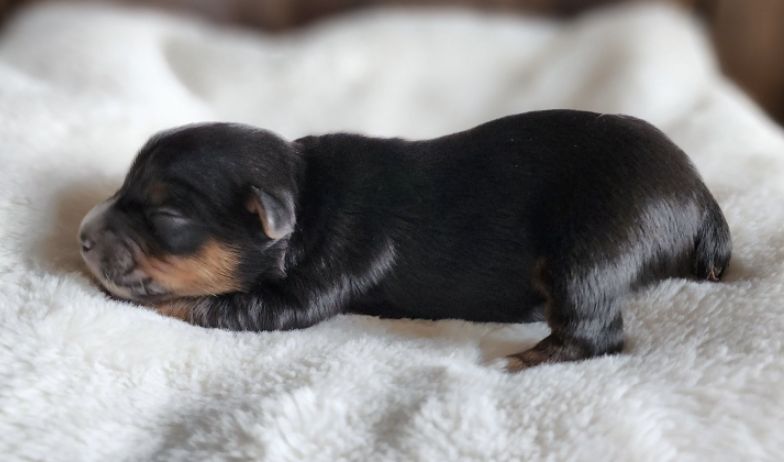 Jackson Yorkies in Alabama | Yorkshire Terrier puppies | Good Dog Jackson Yorkies in Alabama | Yorkshire Terrier puppies | Good Dog