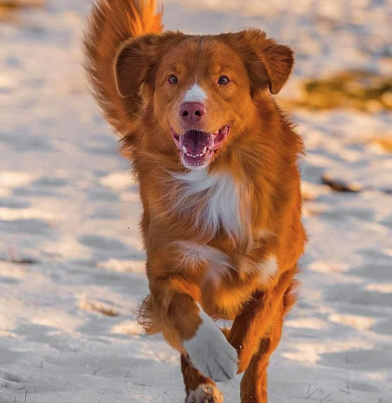 Gold Star Duck Dogs in Minnesota | Nova Scotia Duck Tolling Retriever ...