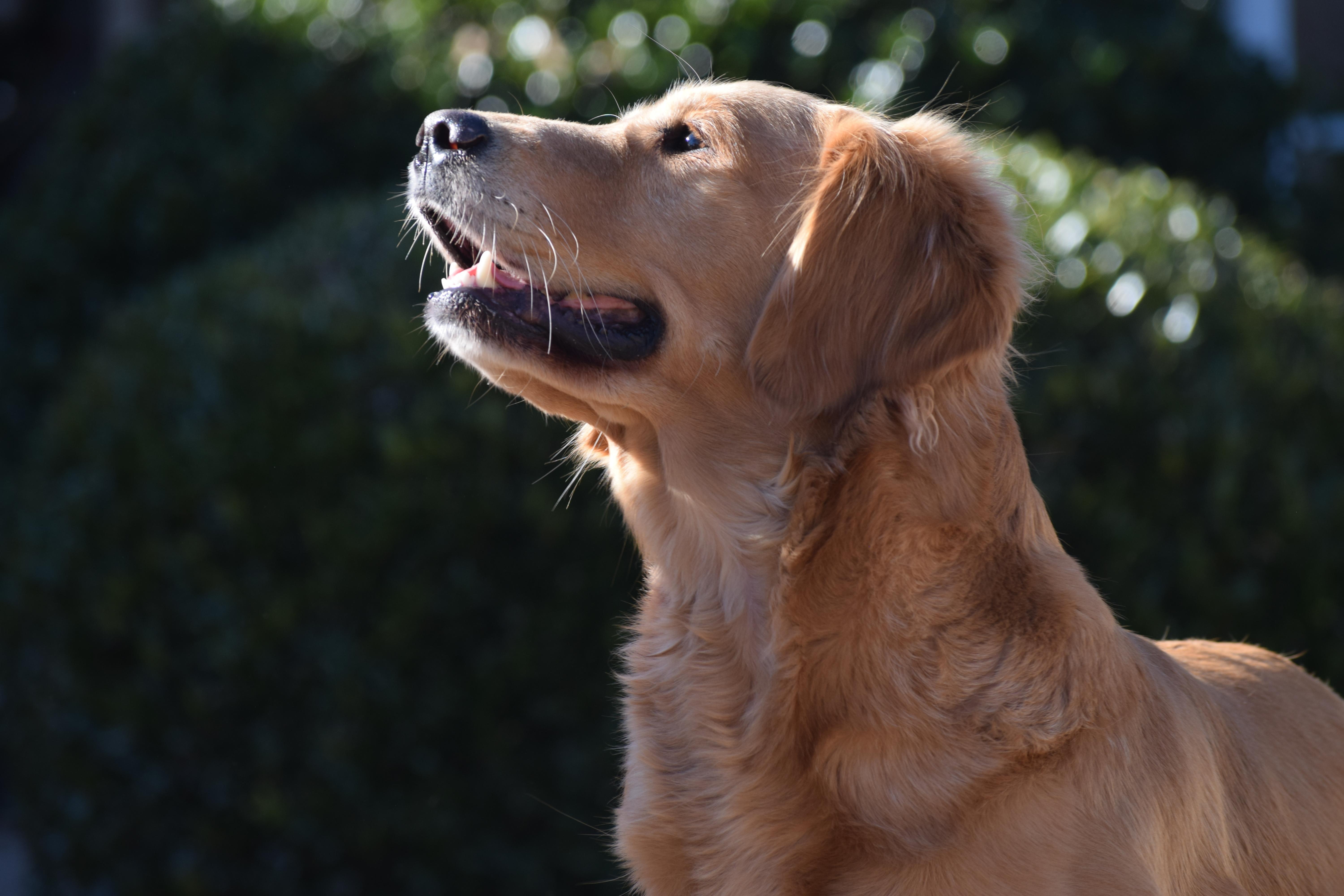 Upstate Revival Retrievers in South Carolina | Golden Retriever puppies ...