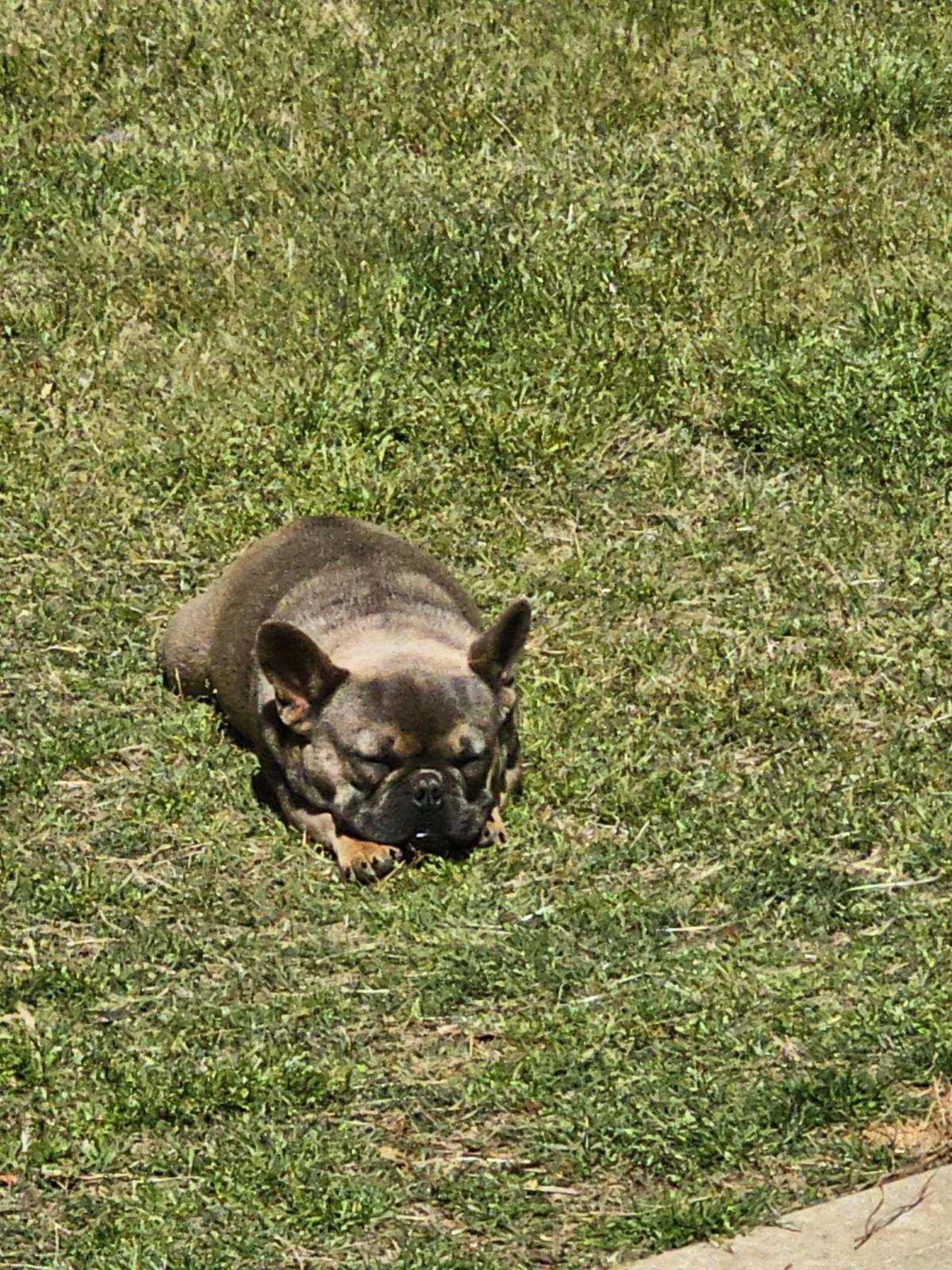 Iglesias k9 in Georgia | French Bulldog puppies | Good Dog