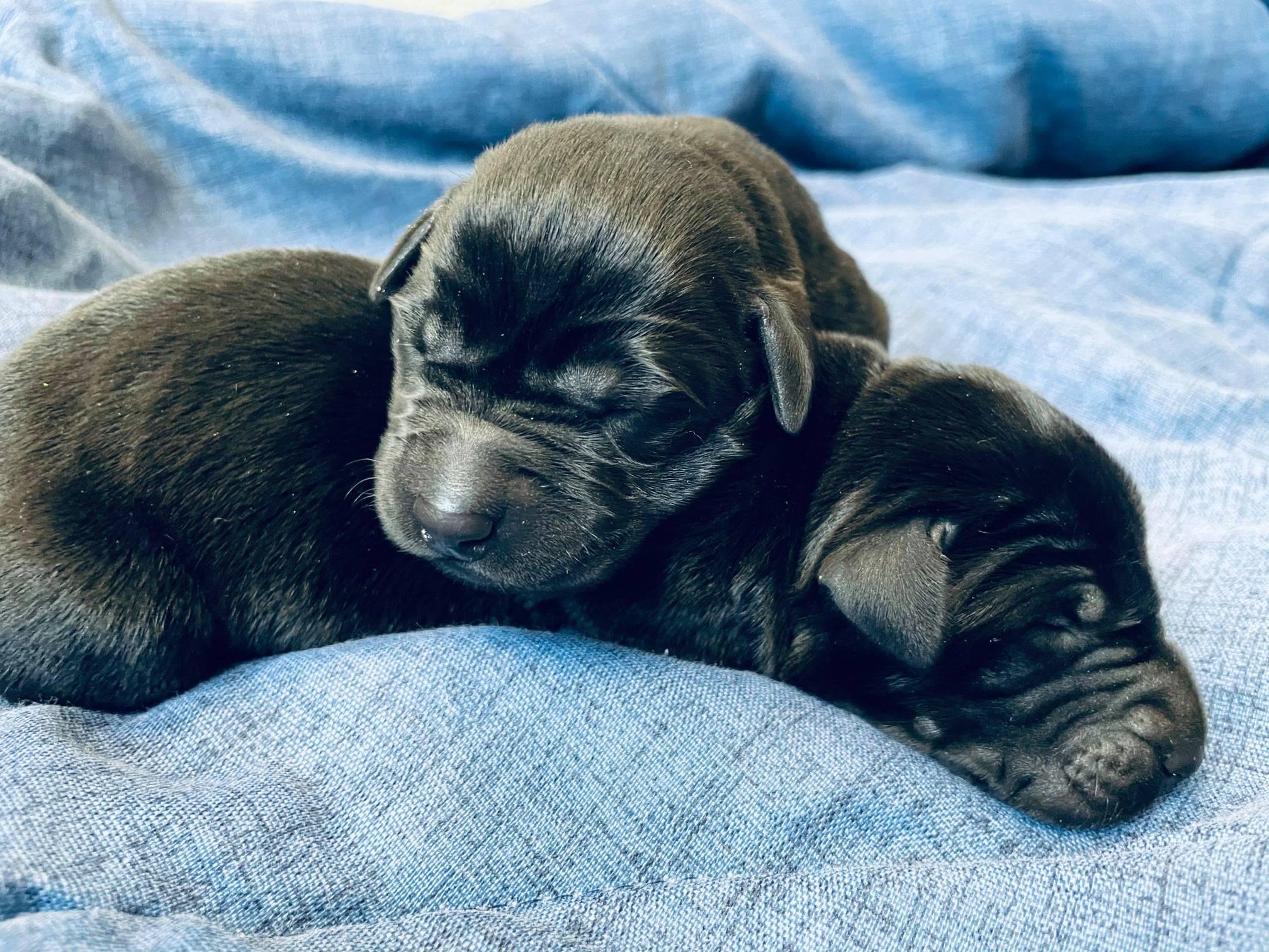 Lakota's-Applewoods in California | Labrador Retriever puppies | Good Dog