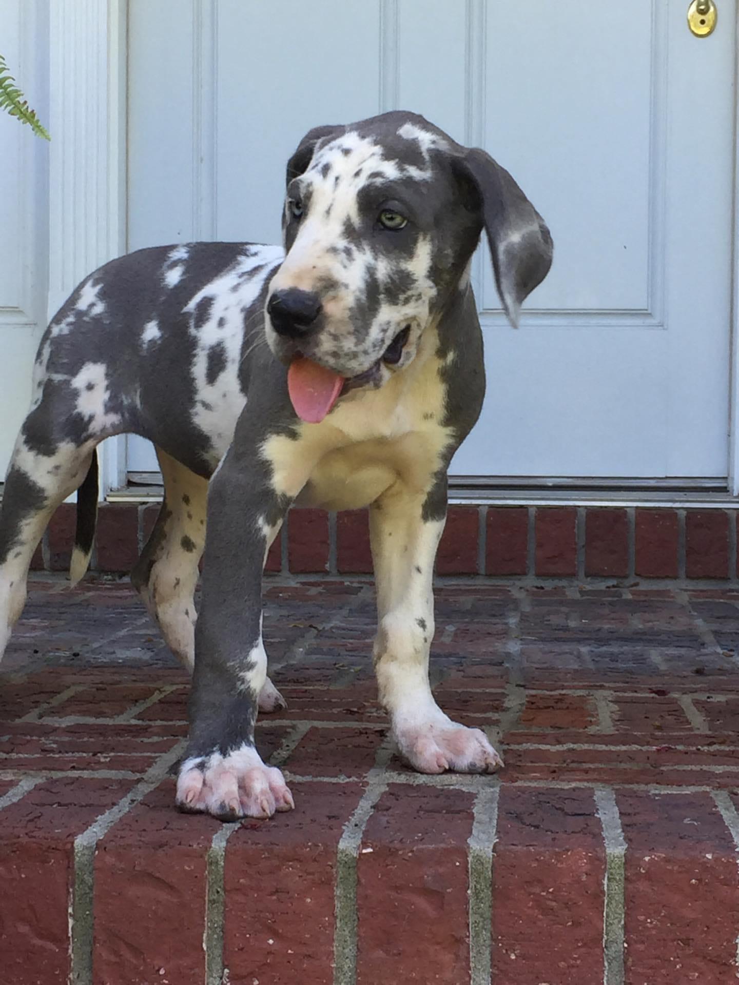 Great Dane Ridge in Tennessee | Great Dane puppies | Good Dog
