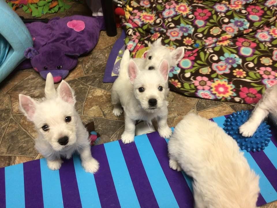 Sharon's Pups in Georgia | Poodle and West Highland White Terrier ...
