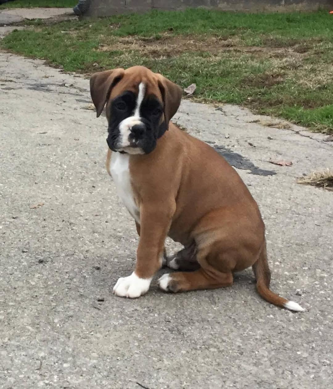 Arktis Boxers in Pennsylvania | Boxer puppies | Good Dog