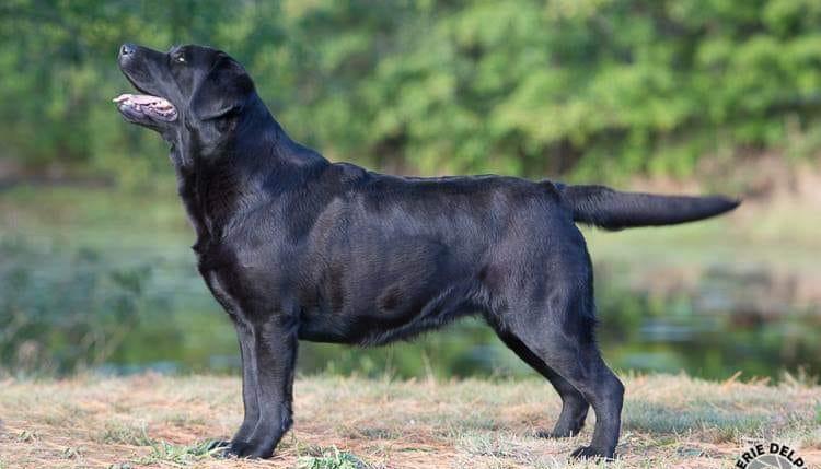 Tameric Labradors in Maine | Labrador Retriever puppies | Good Dog