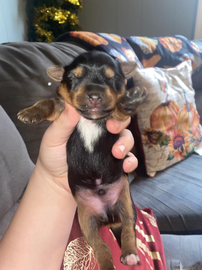 Ammie's Yorkies in West Virginia | Yorkshire Terrier puppies | Good Dog