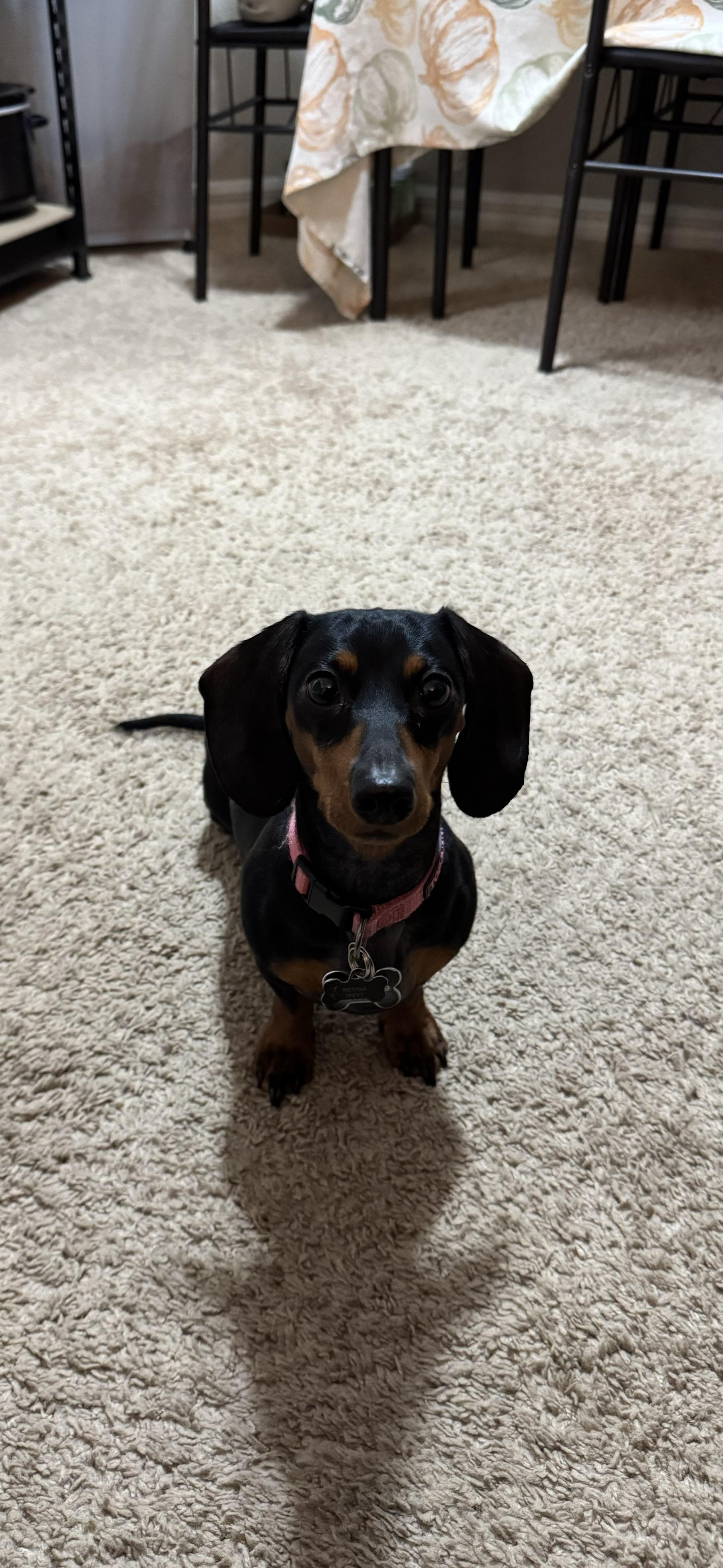 Holly’s Mini Weenies in Florida | Dachshund puppies | Good Dog
