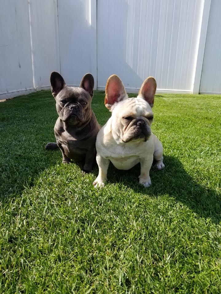 Golden Star Frenchies in California | French Bulldog puppies | Good Dog
