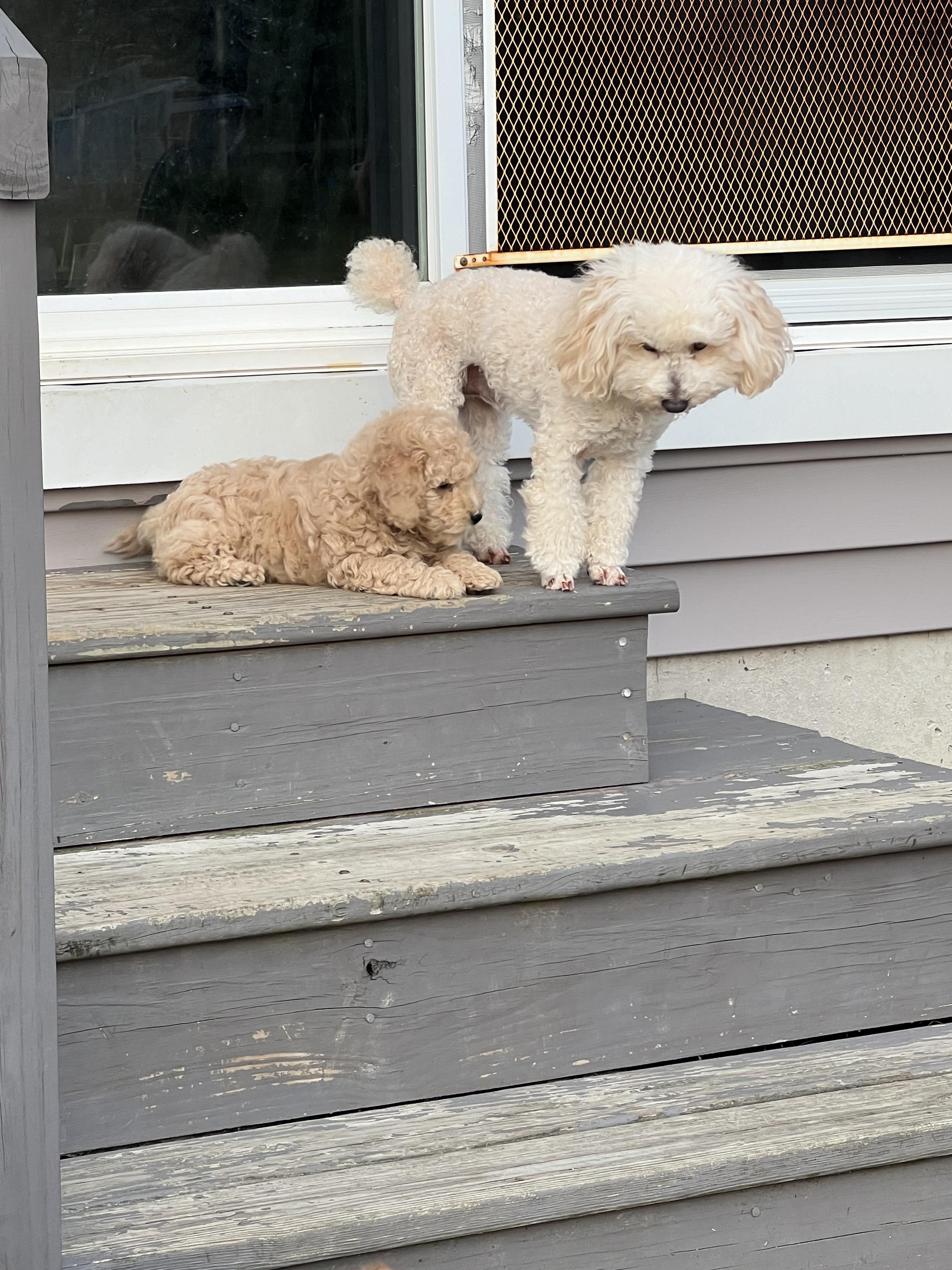 Snay's Poodle Puppies in Michigan | Poodle puppies | Good Dog