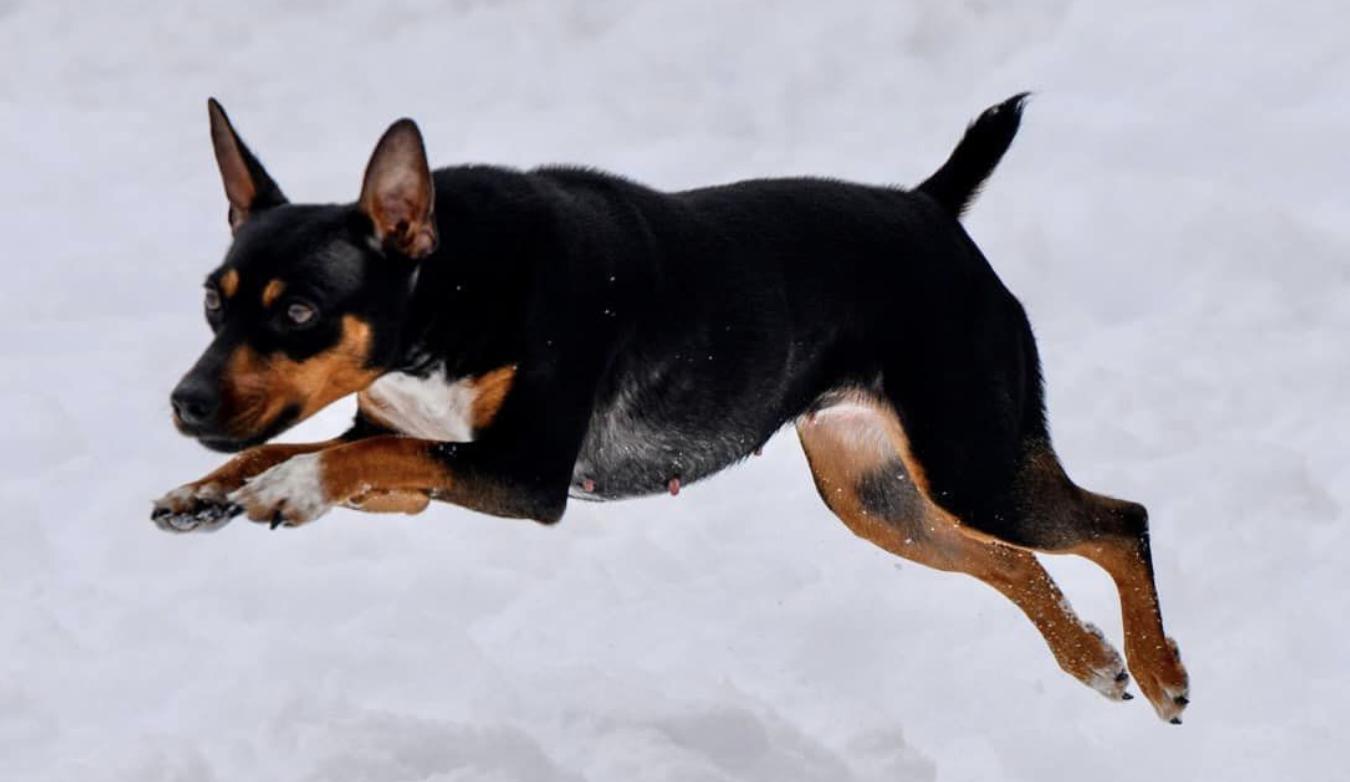 3bearfarmVT in Vermont | Rat Terrier puppies | Good Dog