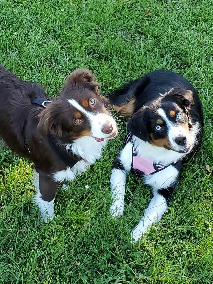 Potomac River Aussies in Maryland | Miniature Australian Shepherd and ...