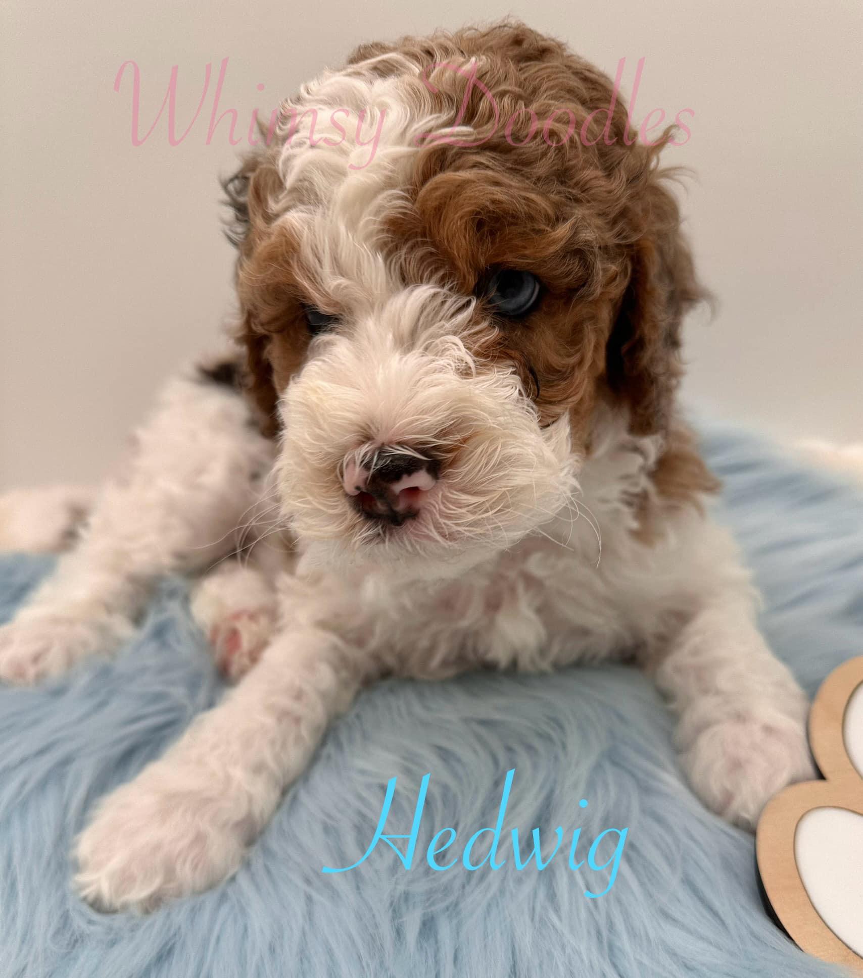 Whimsy Doodles in Nebraska | Bernedoodle puppies | Good Dog