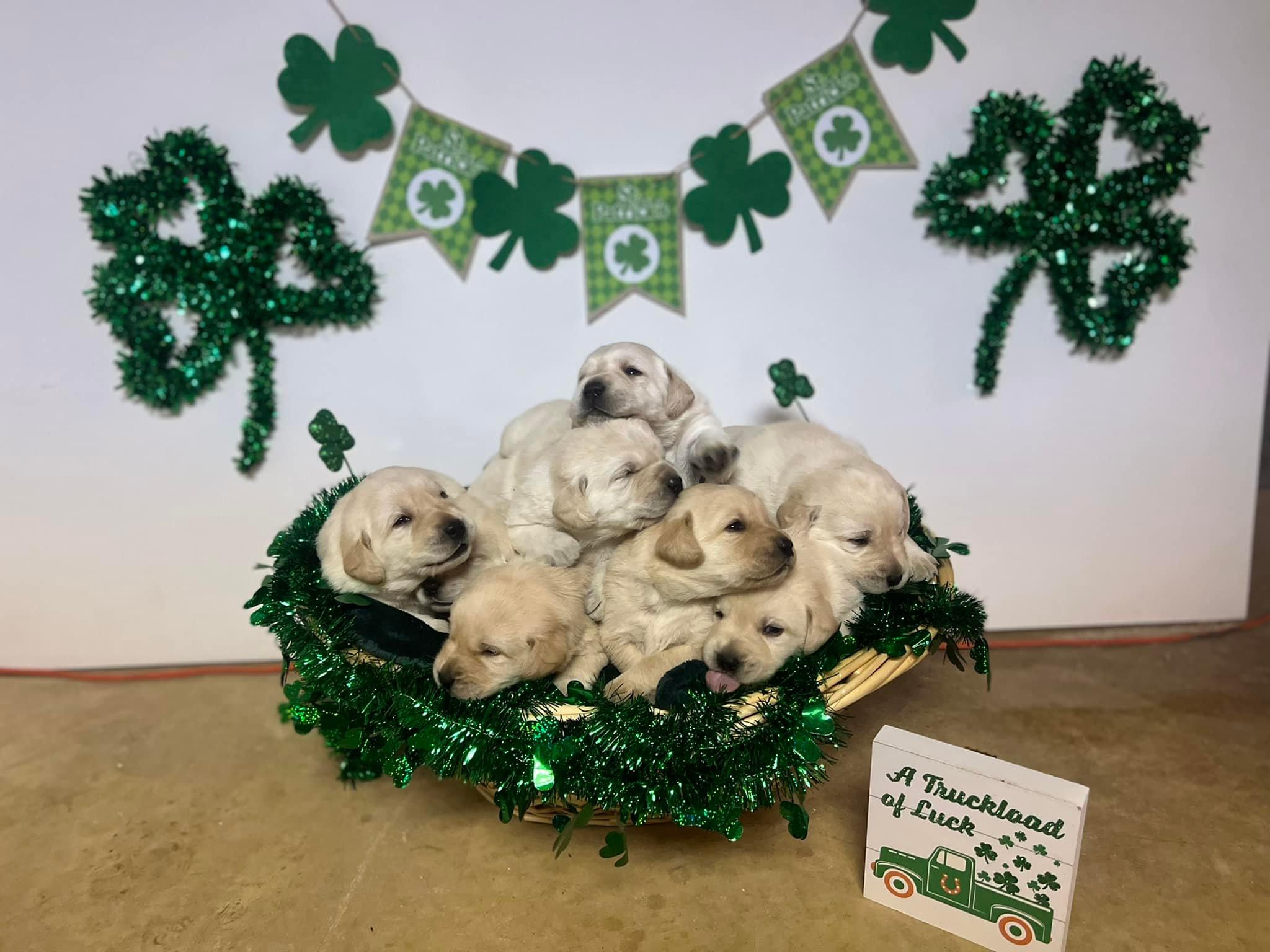 Mason Dixon Labradors in Maryland | Labrador Retriever puppies | Good Dog