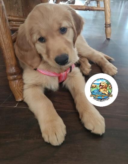 Splish Splash Goldens LLC in Colorado | Golden Retriever puppies | Good Dog