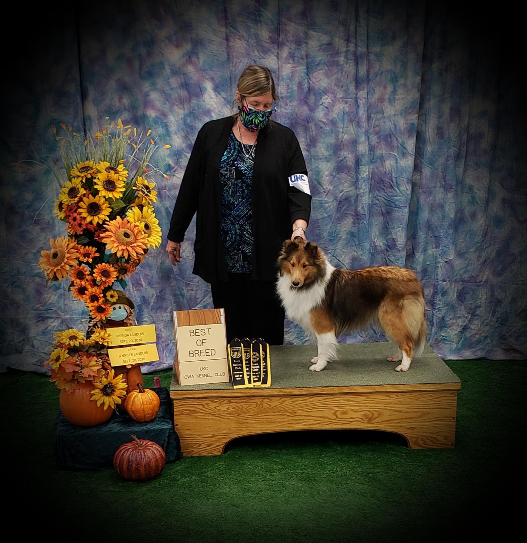 Sheri Harris's Shetland Sheepdogs in Florida | Shetland Sheepdog ...