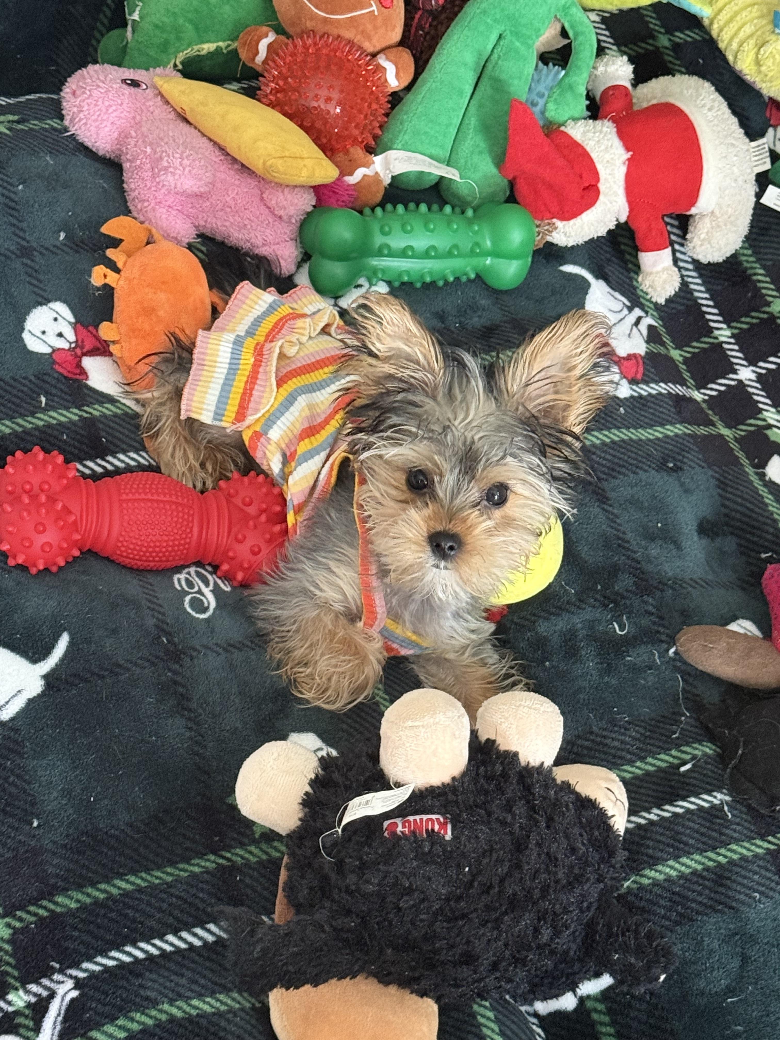 Rosey’s Yorkies in Massachusetts | Yorkshire Terrier puppies | Good Dog