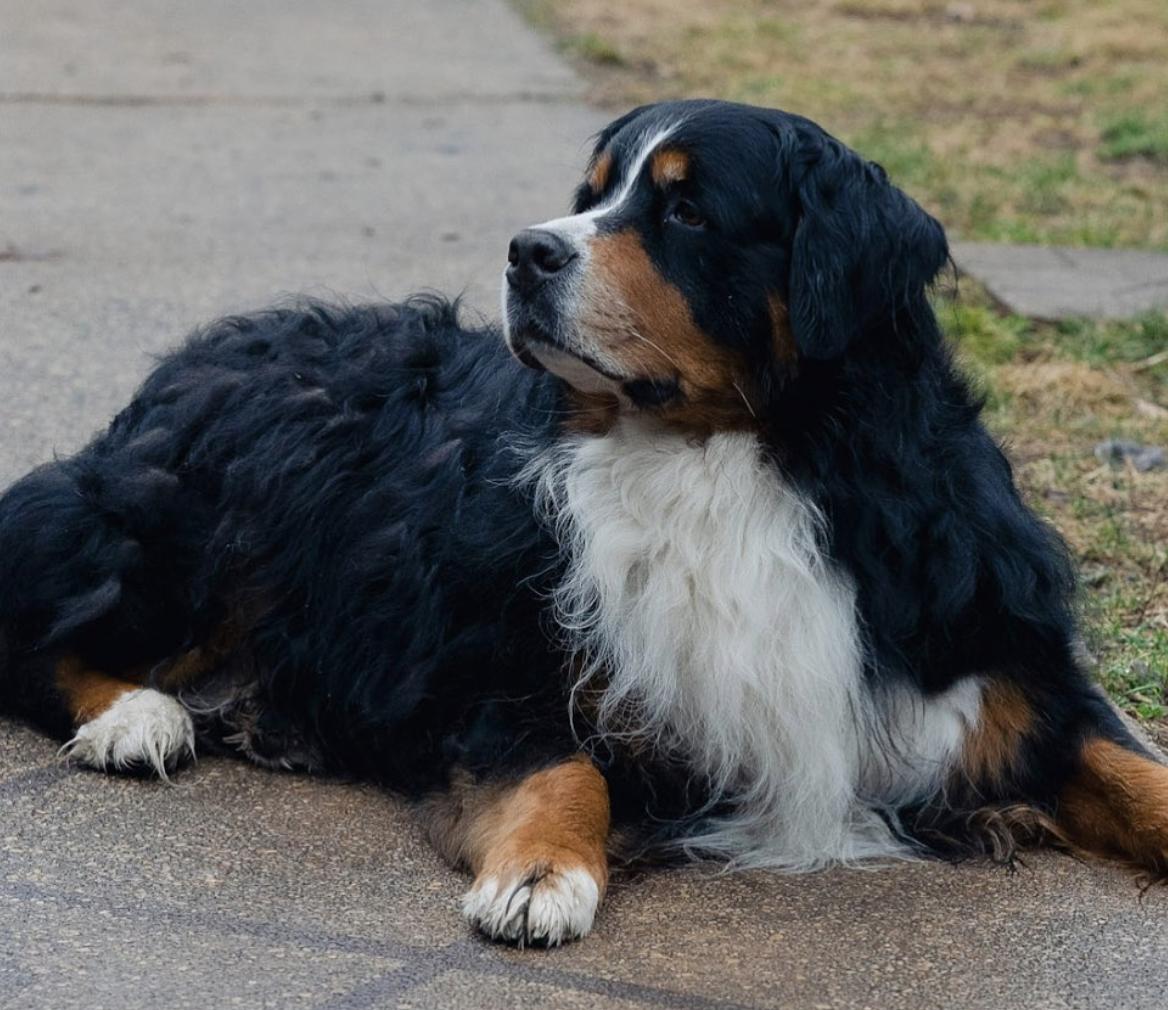 Keely’s Bouncing Berners in New York | Bernese Mountain Dog puppies ...