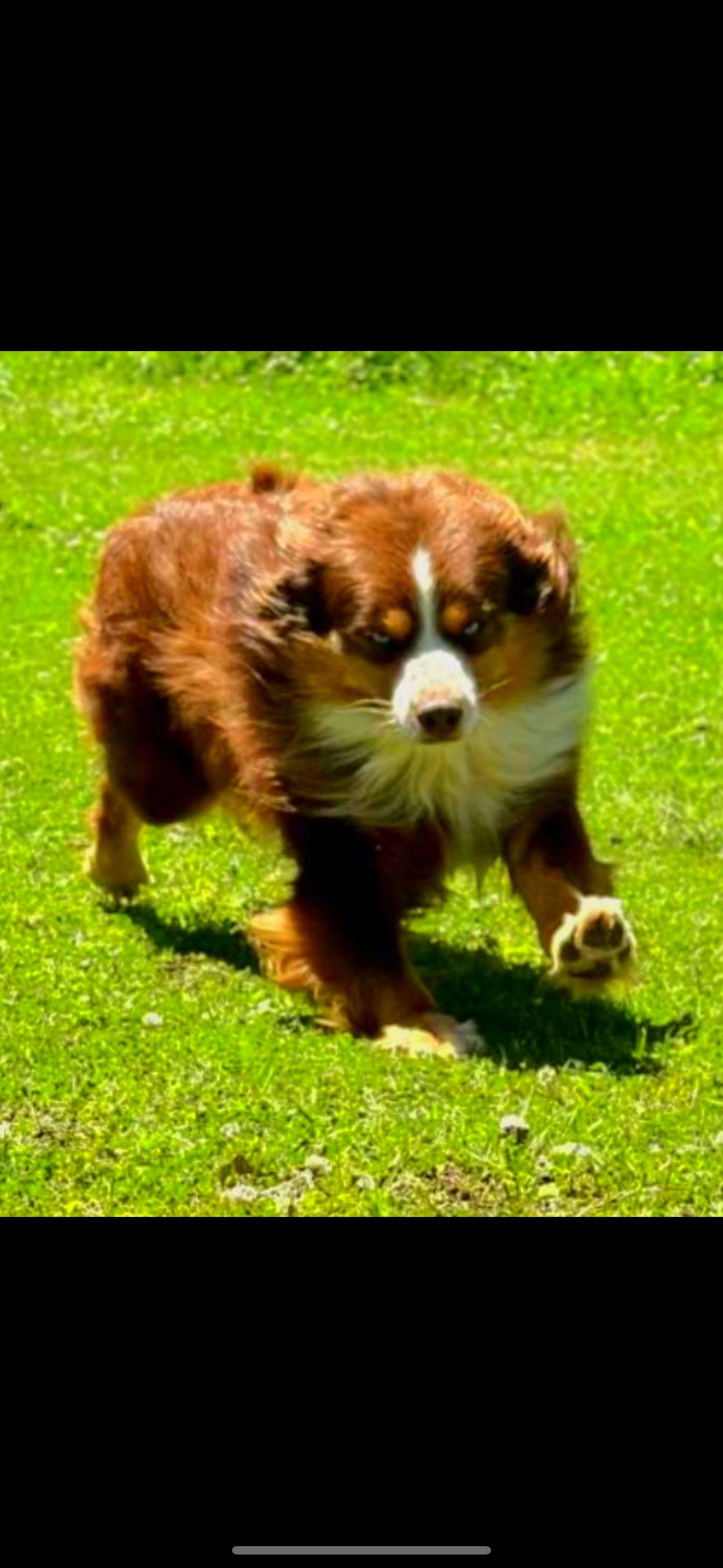 Lonesome Pine Mini Aussies in Texas | Miniature Australian Shepherd ...