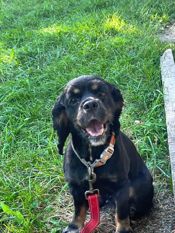 Rolo's Blended Blessings in Kentucky | Cocker Spaniel puppies | Good Dog