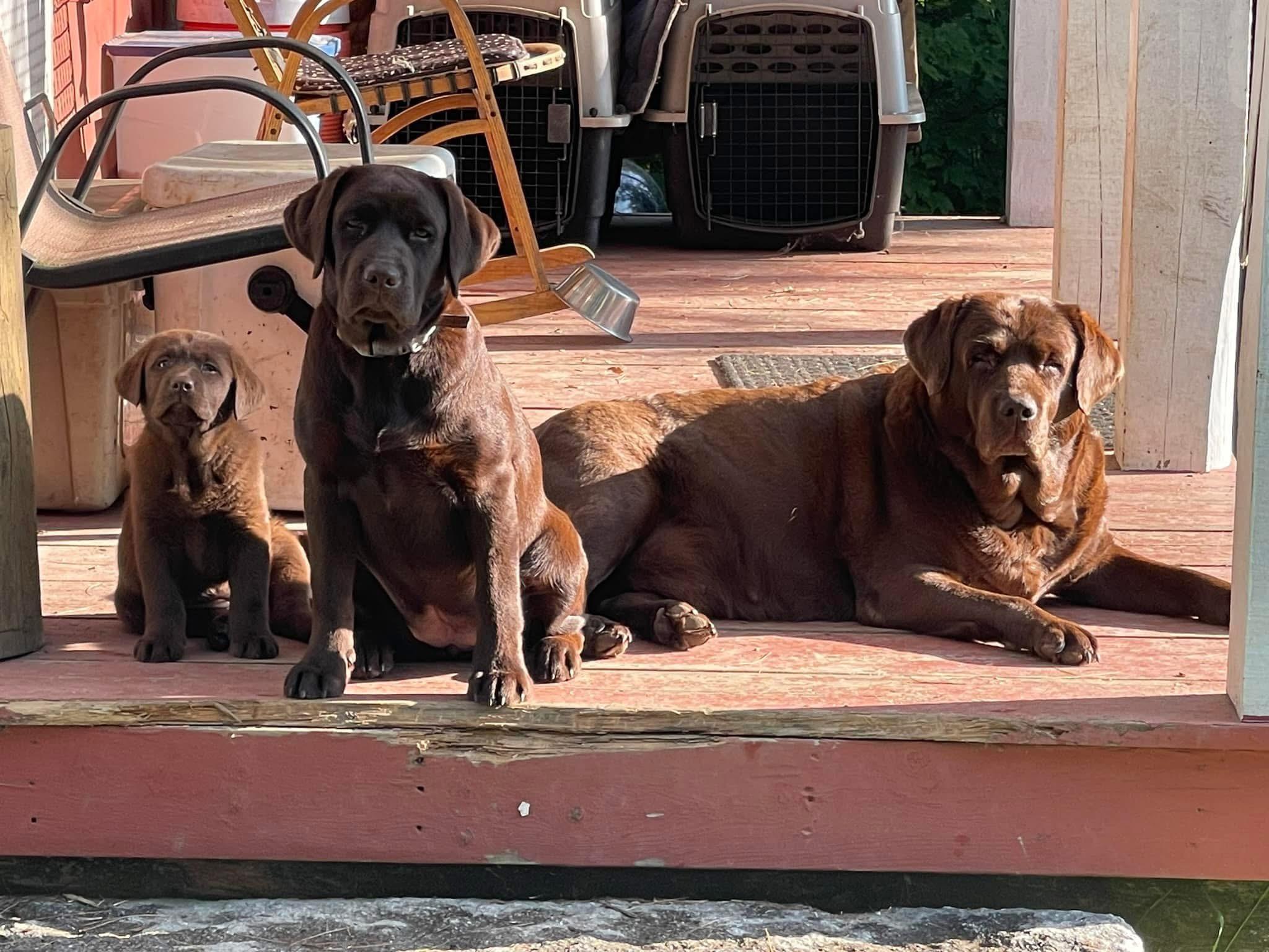 Retriever Run Labradors in Mississippi | Labrador Retriever puppies ...