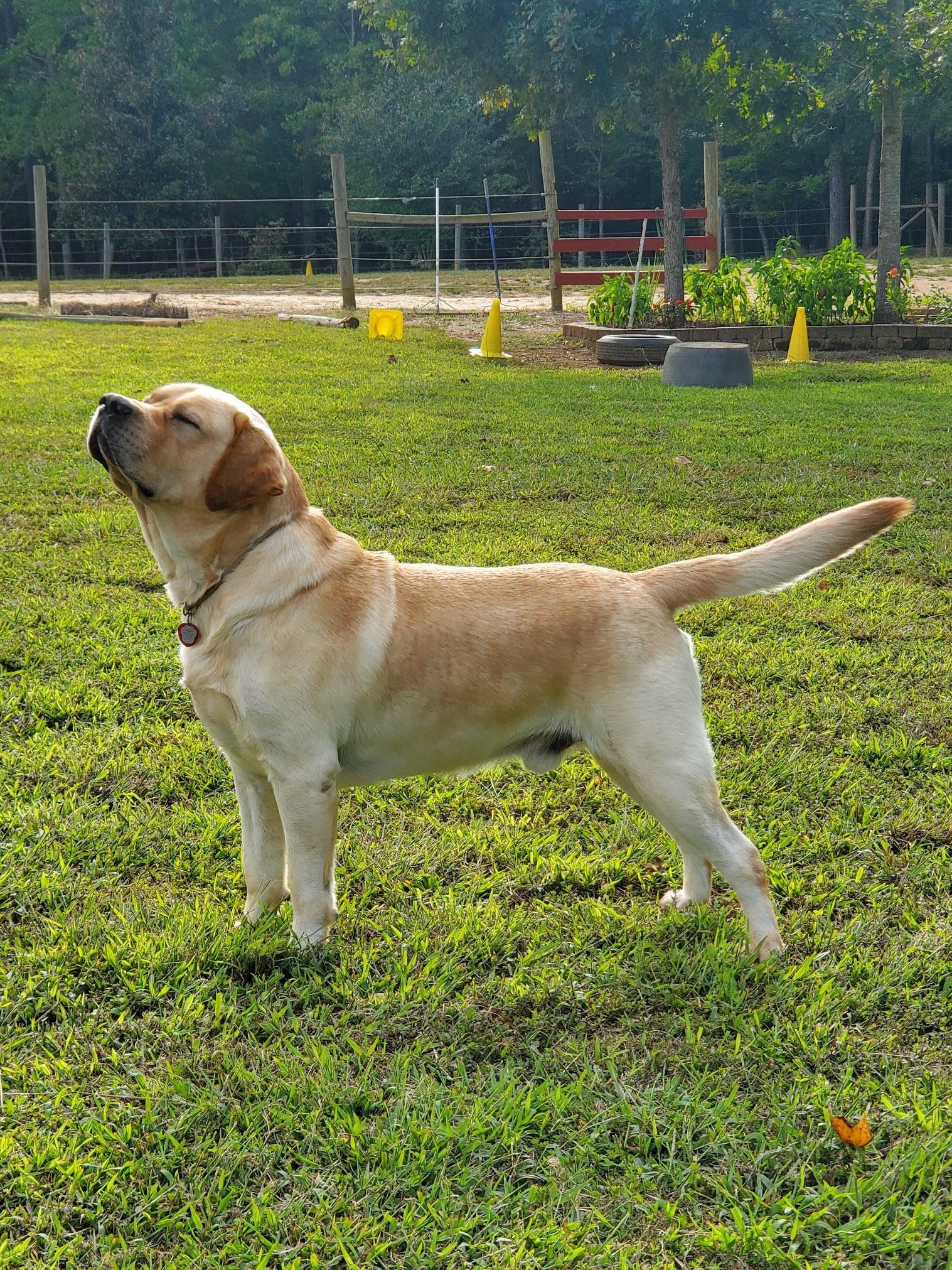 Sliding G Ranch, LLC in North Carolina | Labrador Retriever puppies ...