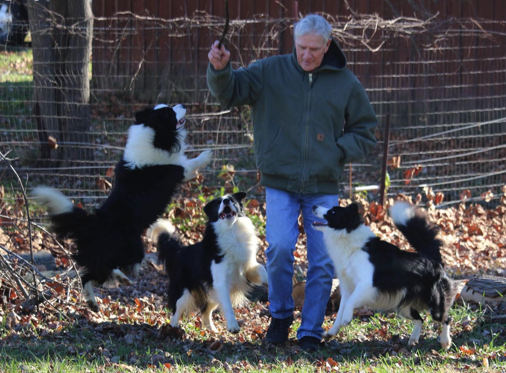 Karitonova Borzoi in Indiana | Border Collie and Borzoi puppies | Good Dog