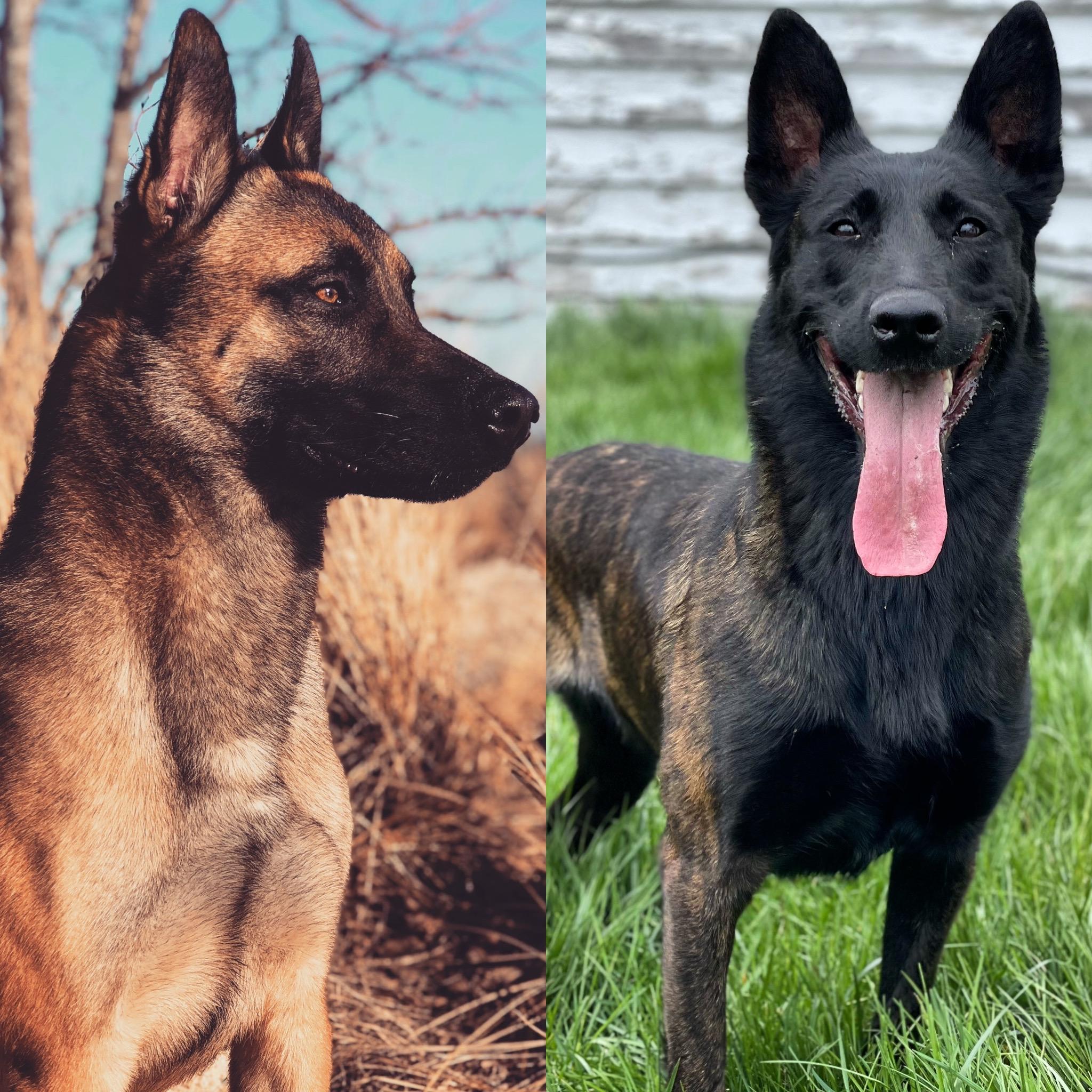 Gray Line Working Dogs in Illinois | Dutch Shepherd puppies | Good Dog