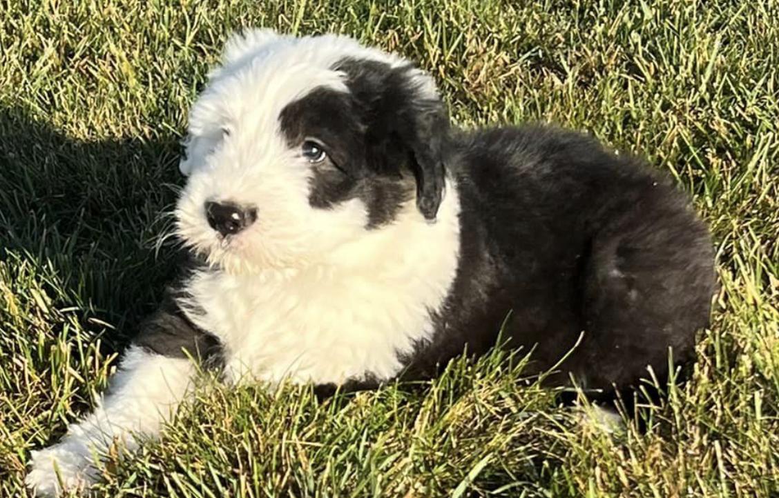 Rainbow Acres Old English Sheepdogs in Illinois | Old English Sheepdog ...