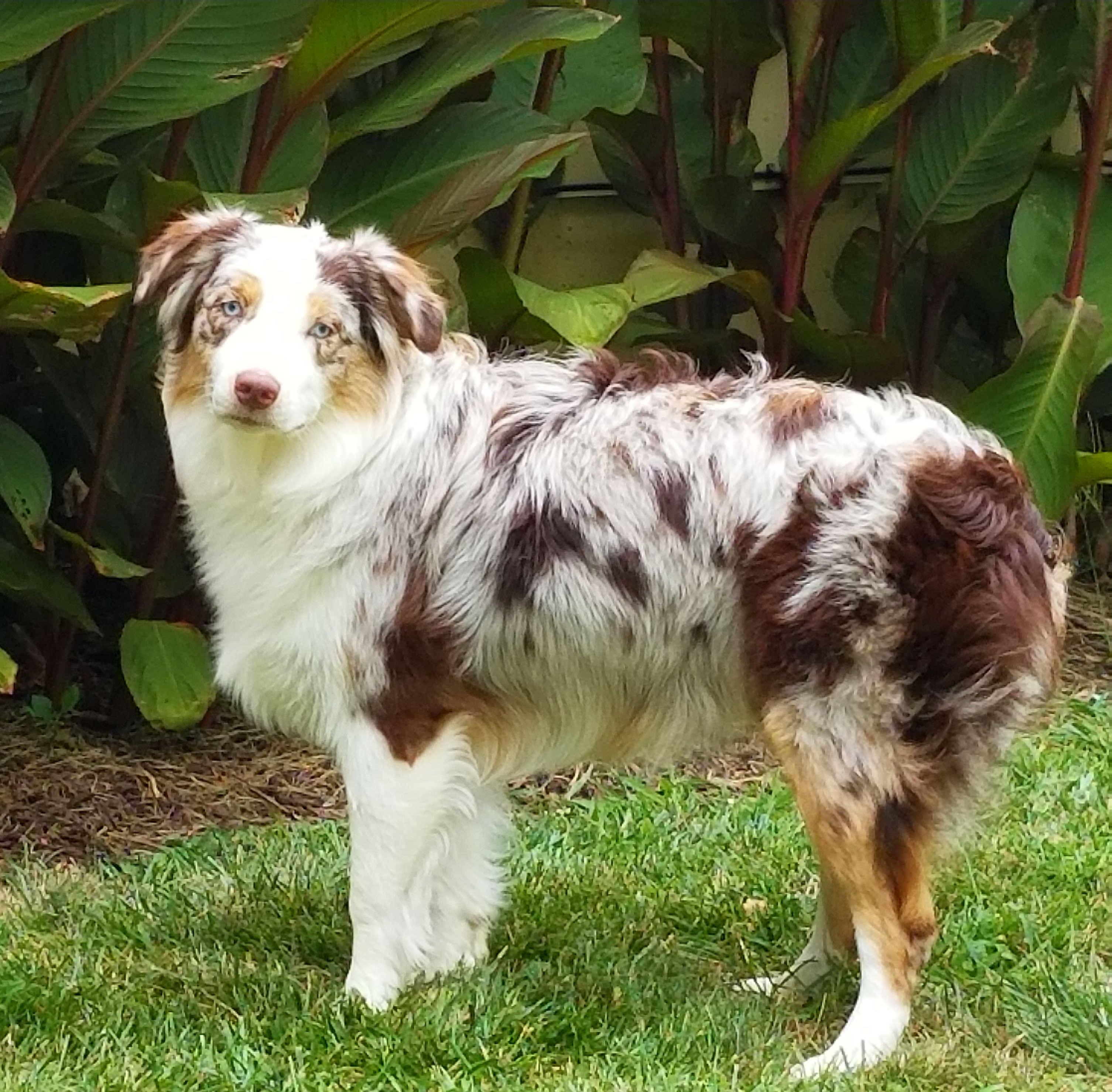 Aussie Knights Kennel in Missouri | Australian Shepherd puppies | Good Dog