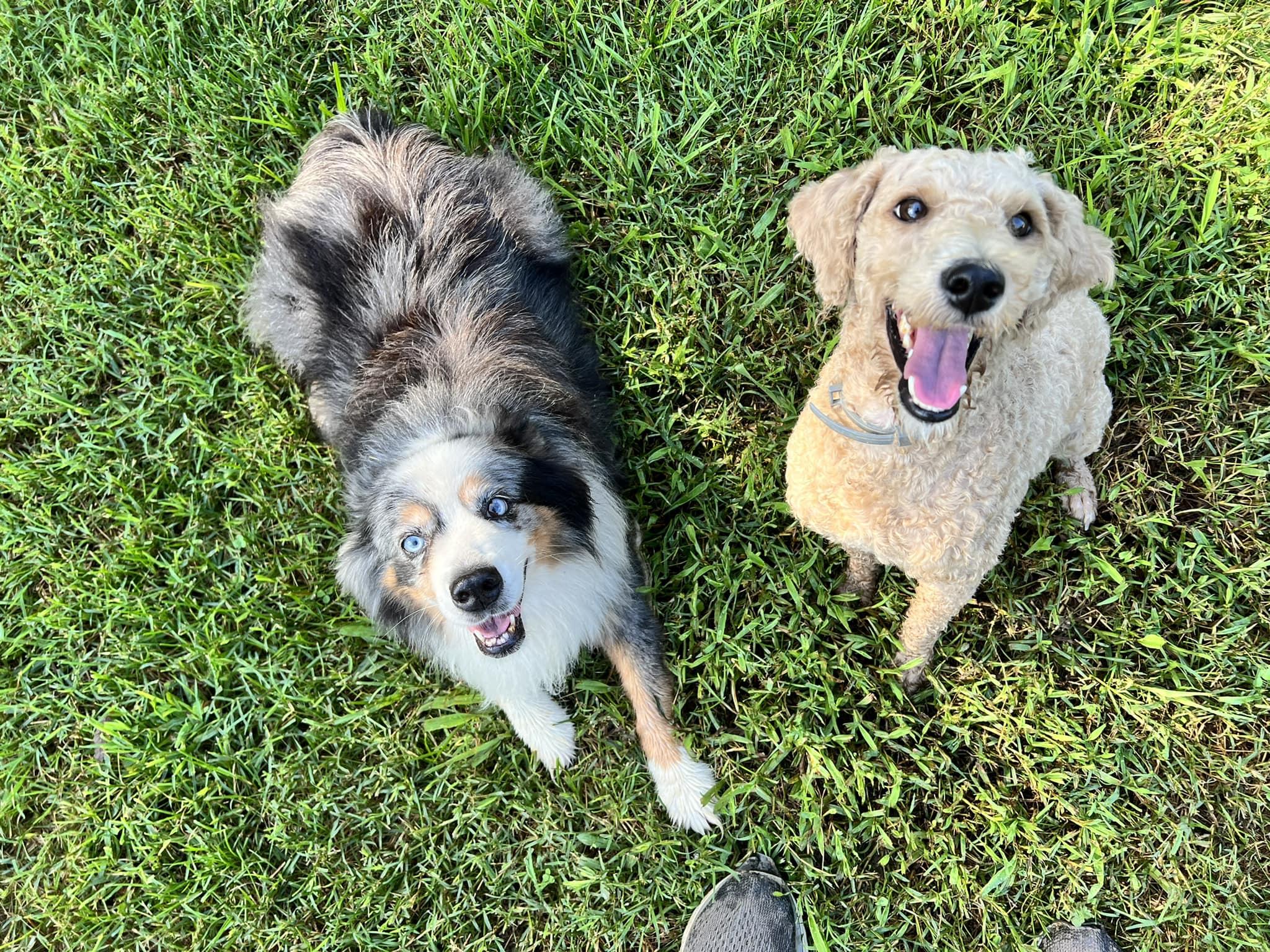 Wonder Poodles and Doodles in Tennessee | Goldendoodle, Poodle or ...